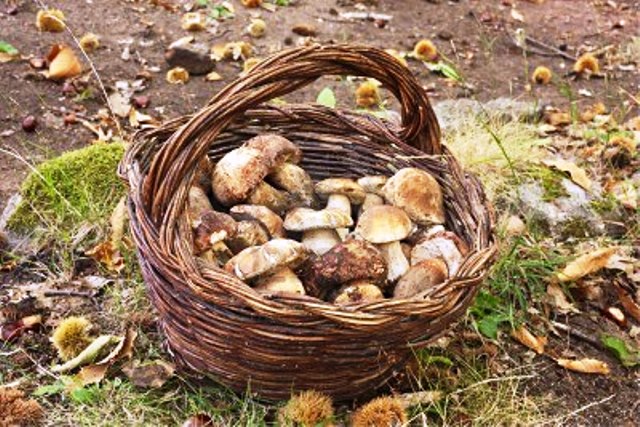 Conoscere i funghi, a Cerami il "Corso di Micologia di Base" | Nebrodi News