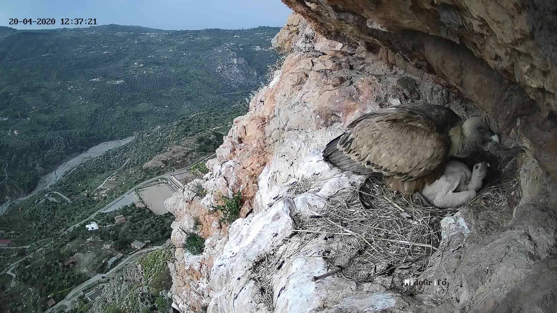 Parco dei Nebrodi, un nuovo grifone arricchisce la colonia | Nebrodi News