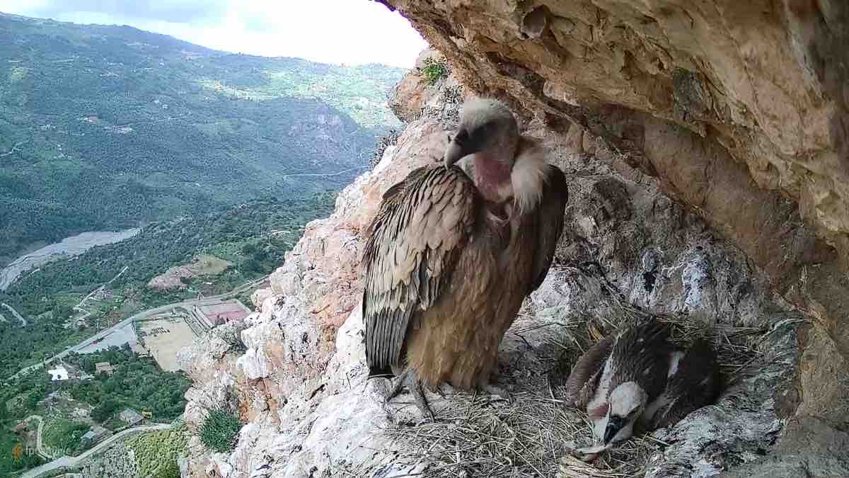 Rocche del Crasto, le montagne dei Nebrodi dove volano grifoni e aquile