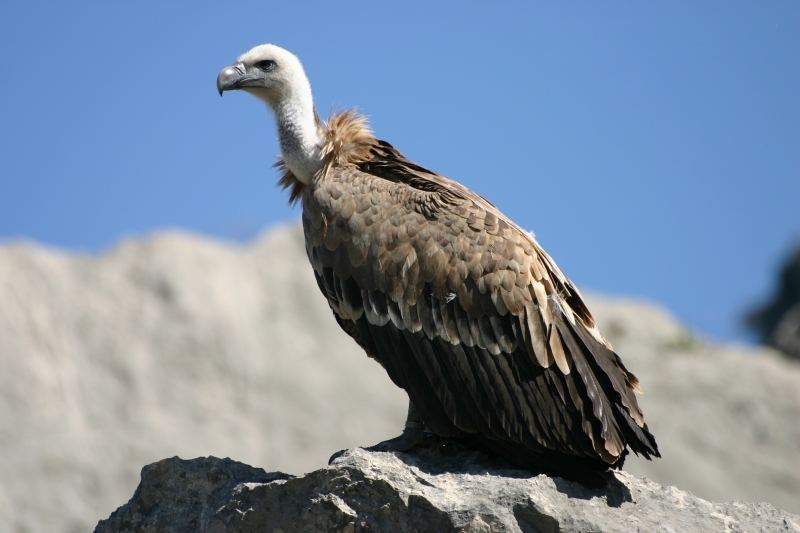 Grifoni dei Nebrodi protagonisti del reportage del fotografo Gianluca ...